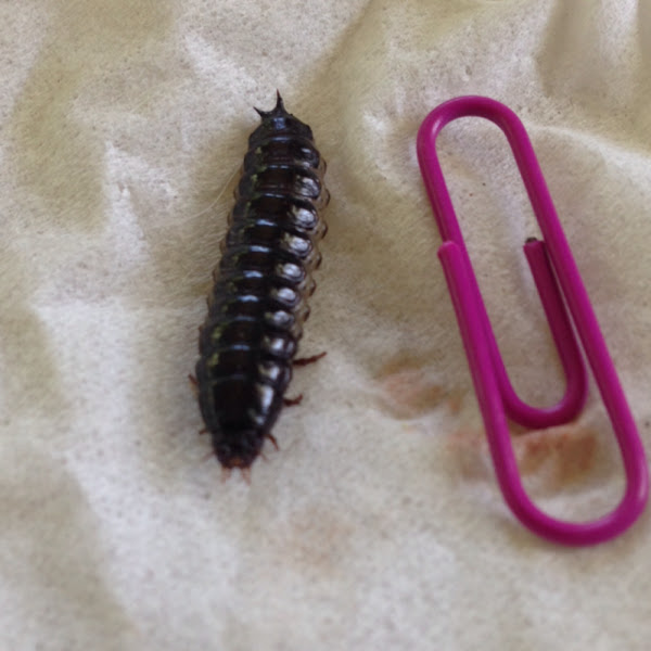Ground beetle (larva) | Project Noah