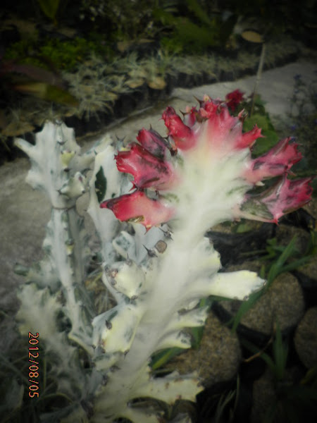 white ghost euphorbia | Project Noah