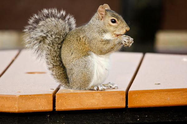 Eastern Gray Squirrel | Project Noah