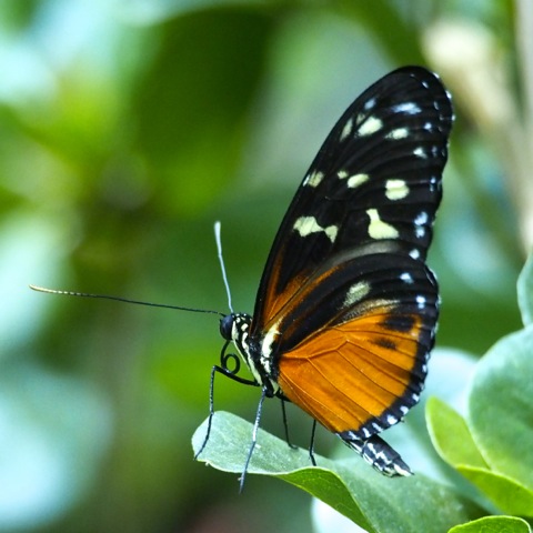 Hecale Longwing | Project Noah