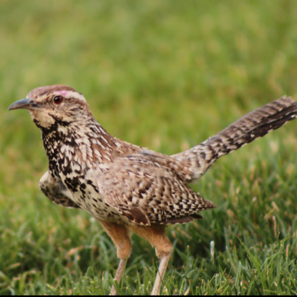 Cactus Wren | Project Noah
