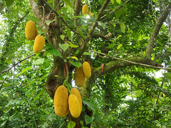 Jackfruit | Project Noah