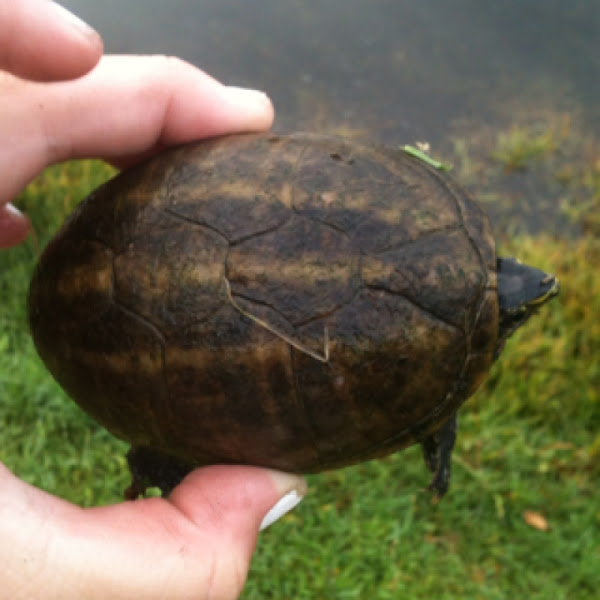 Striped mud turtle | Project Noah