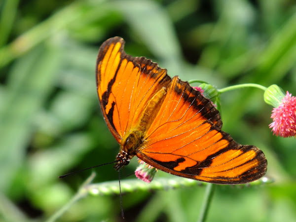 Juno Longwing or Juno Silverspot | Project Noah