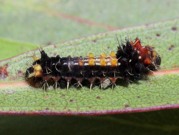 Emperor gum moth larva | Project Noah