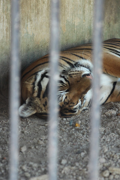 Tiger | Project Noah