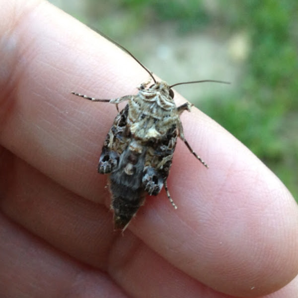 Yellow-striped Armyworm Moth | Project Noah