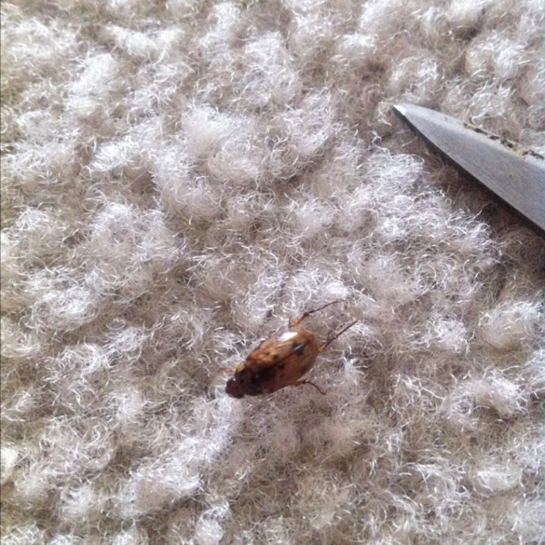 Shining Leaf Chafer | Project Noah