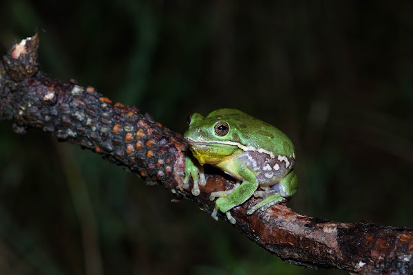 Barking Tree Frog | Project Noah
