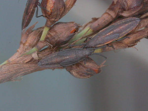 Bugs on Ganhia | Project Noah