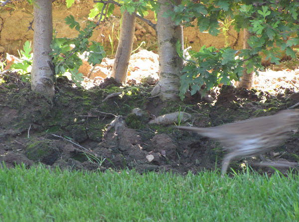 Song Thrush | Project Noah