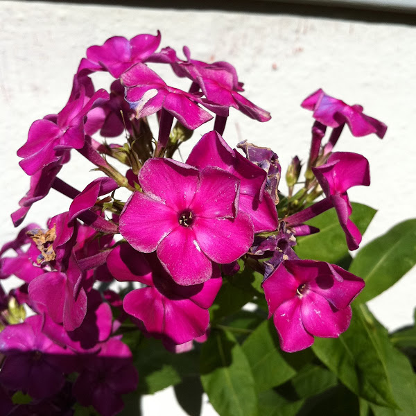 Pink Phlox | Project Noah