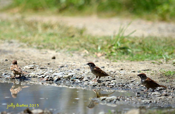 Eurasian Tree Sparrow | Project Noah