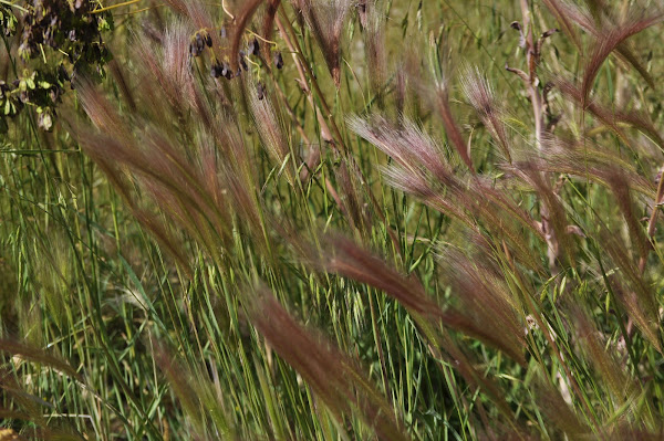 Foxtail Barley | Project Noah