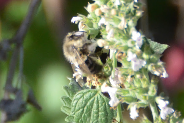Leafcutter Bees | Project Noah