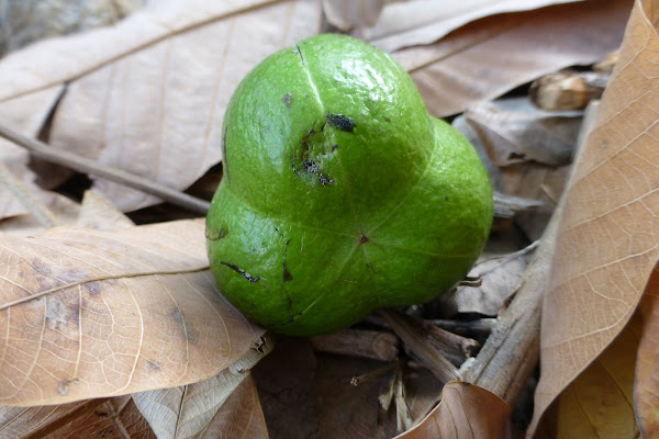 Para Rubber Tree Fruit | Project Noah