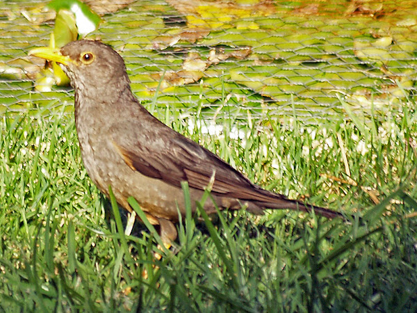 Karoo Thrush | Project Noah