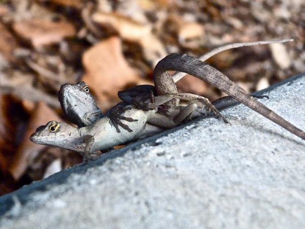 Brown anoles (mating) | Project Noah