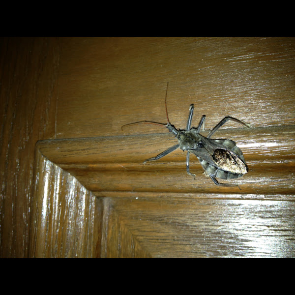 Wheel Bug | Project Noah