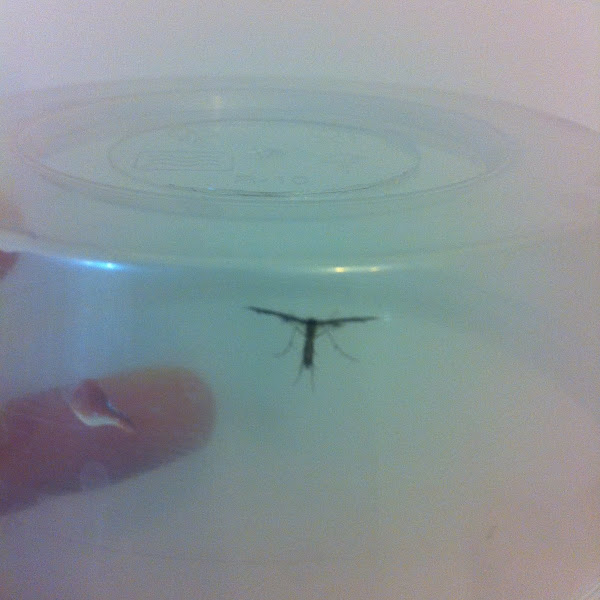 Brown Plume moth | Project Noah