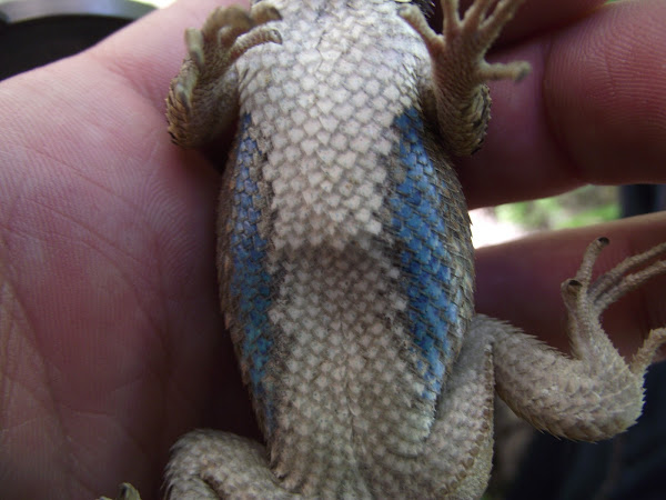 Texas Spiny Lizard (Male) | Project Noah