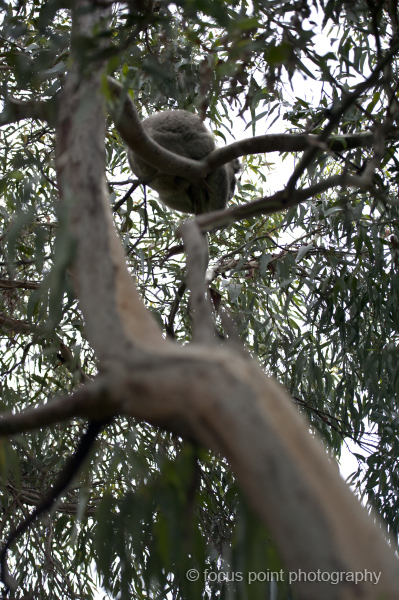 gum tree | Project Noah