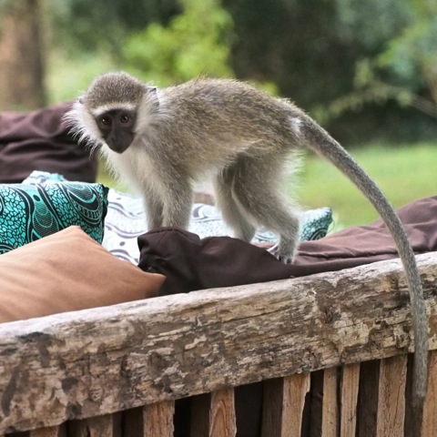 Vervet Monkey | Project Noah