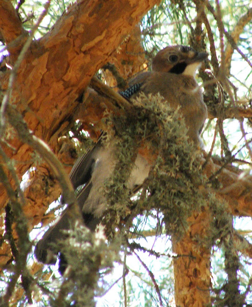 Arrendajo/Eurasian Jay | Project Noah