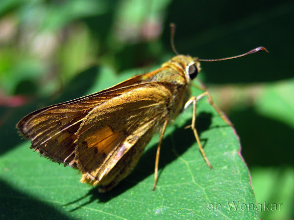 Skipper | Project Noah