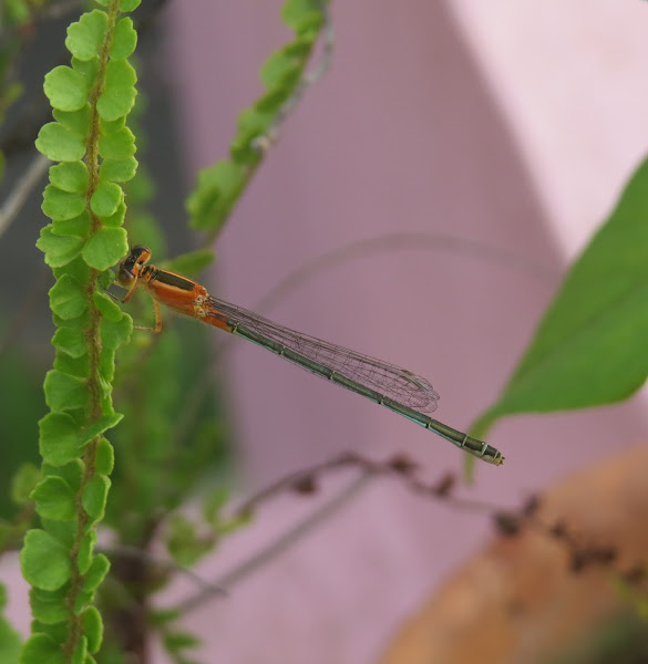 Damselfly | Project Noah