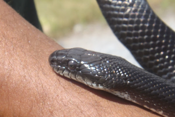 Pilot black rat snake | Project Noah