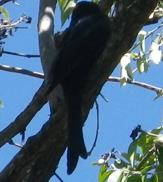 Fork-tailed Drongo | Project Noah