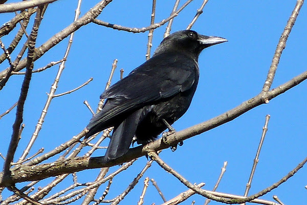American Crow | Project Noah
