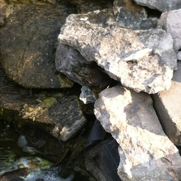 Green Frog | Project Noah