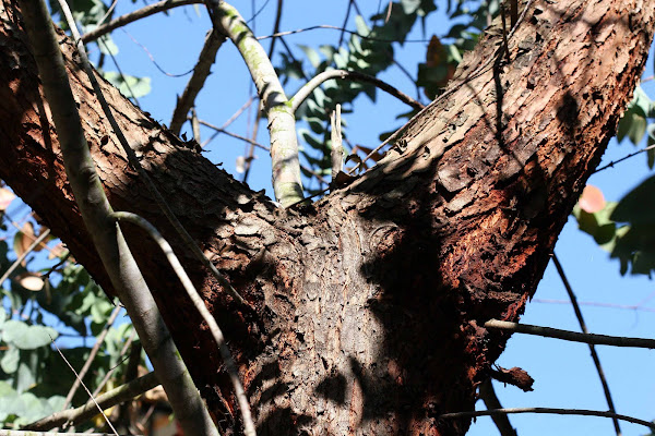 Eucalyptus tree | Project Noah