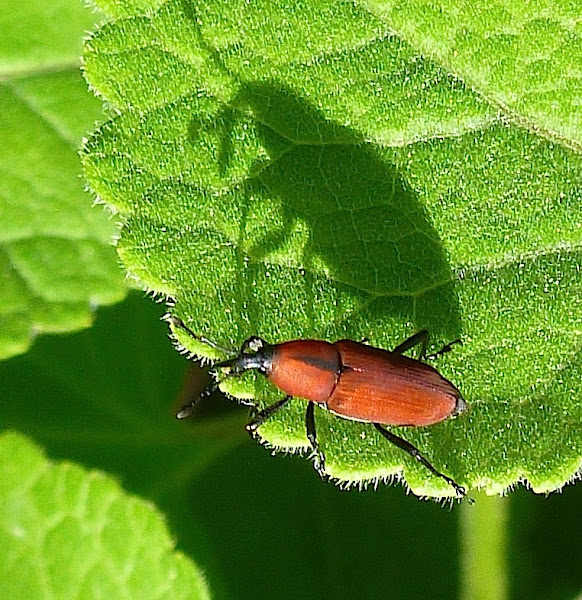 Red Weevil | Project Noah