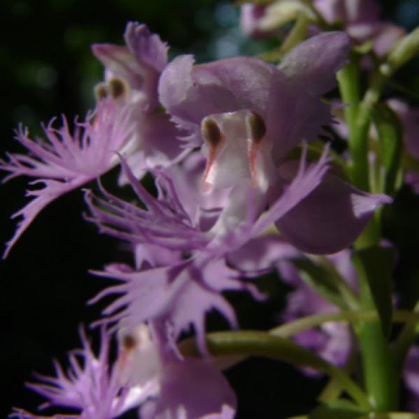 Small purple-fringed orchid | Project Noah