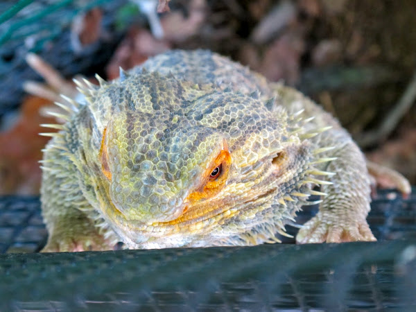 Central Bearded Dragon | Project Noah