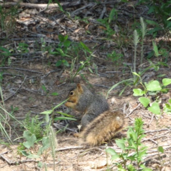 Fox Squirrel | Project Noah