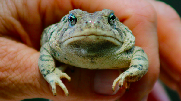 fowler's toad | Project Noah