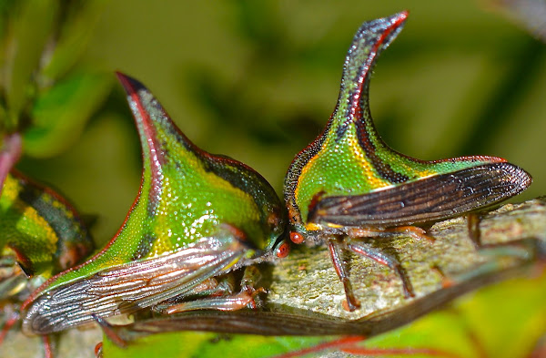 Thorn Treehopper | Project Noah