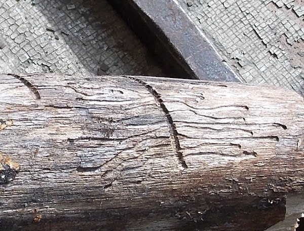 True Bark Beetle | Project Noah