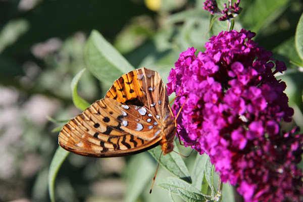 Great Spangled Fritillary | Project Noah