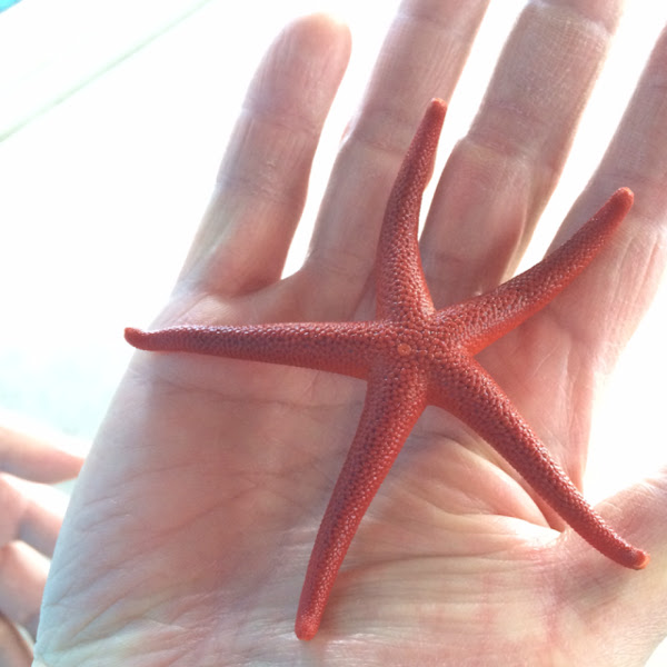 Blood Starfish | Project Noah