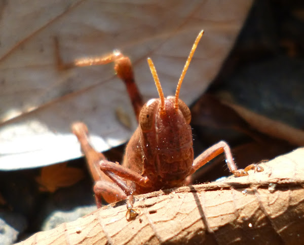 Red Grasshopper | Project Noah