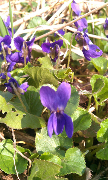 Blue Violet | Project Noah