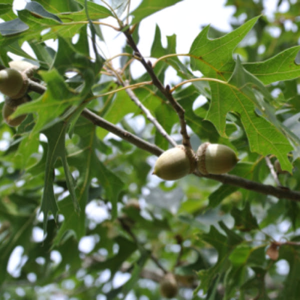 Red Oak acorns | Project Noah