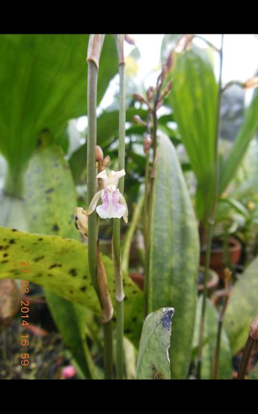 Monk orchid | Project Noah