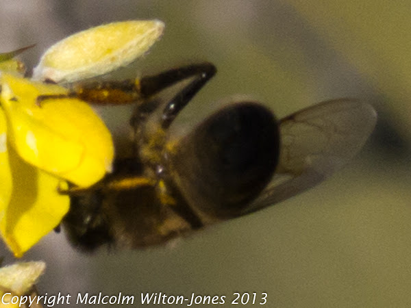 Honey Bee? | Project Noah