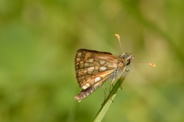 Chequered Skipper | Project Noah